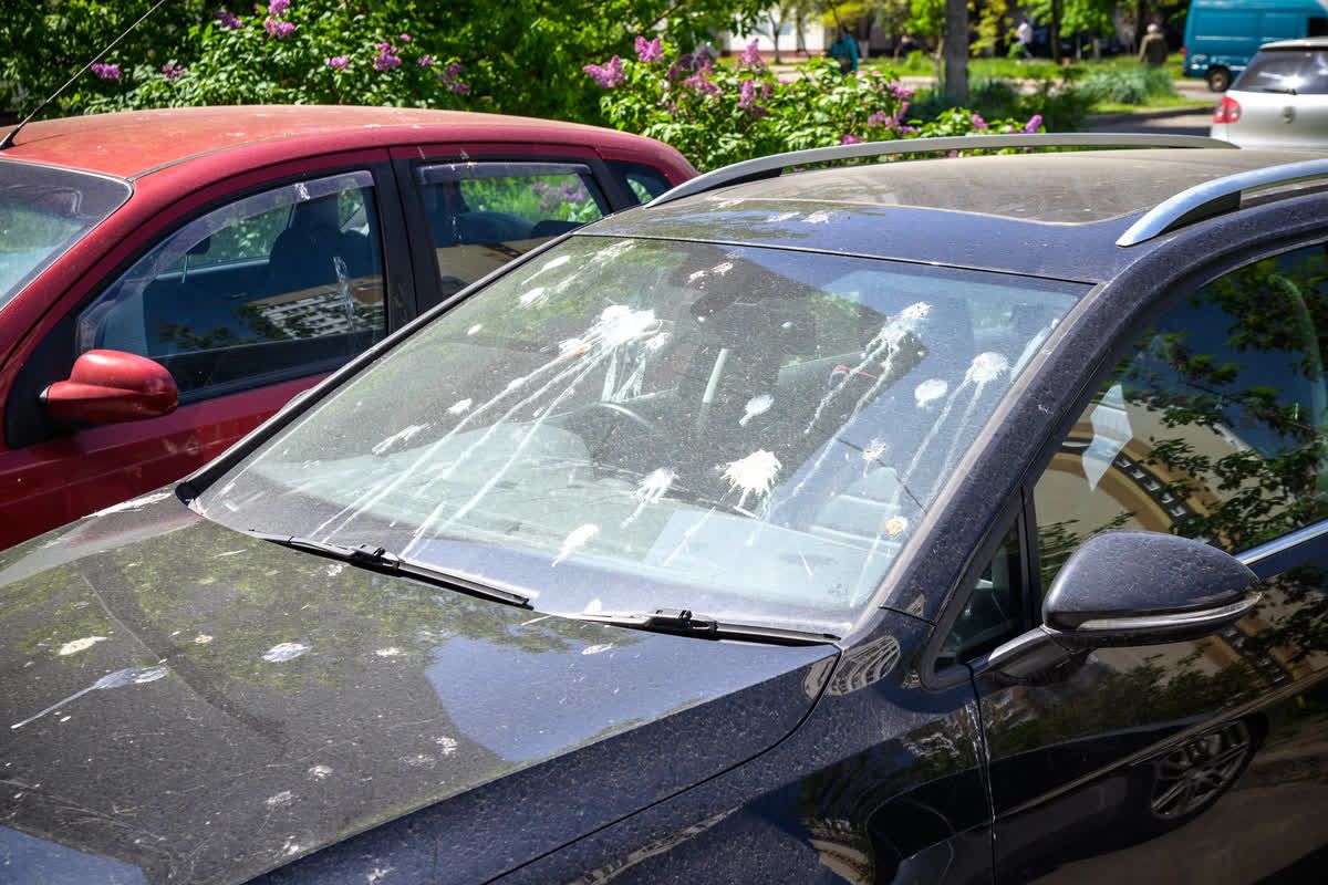 Why Birds Keep Pooping on Your Car Right After You Wash It—and What ...
