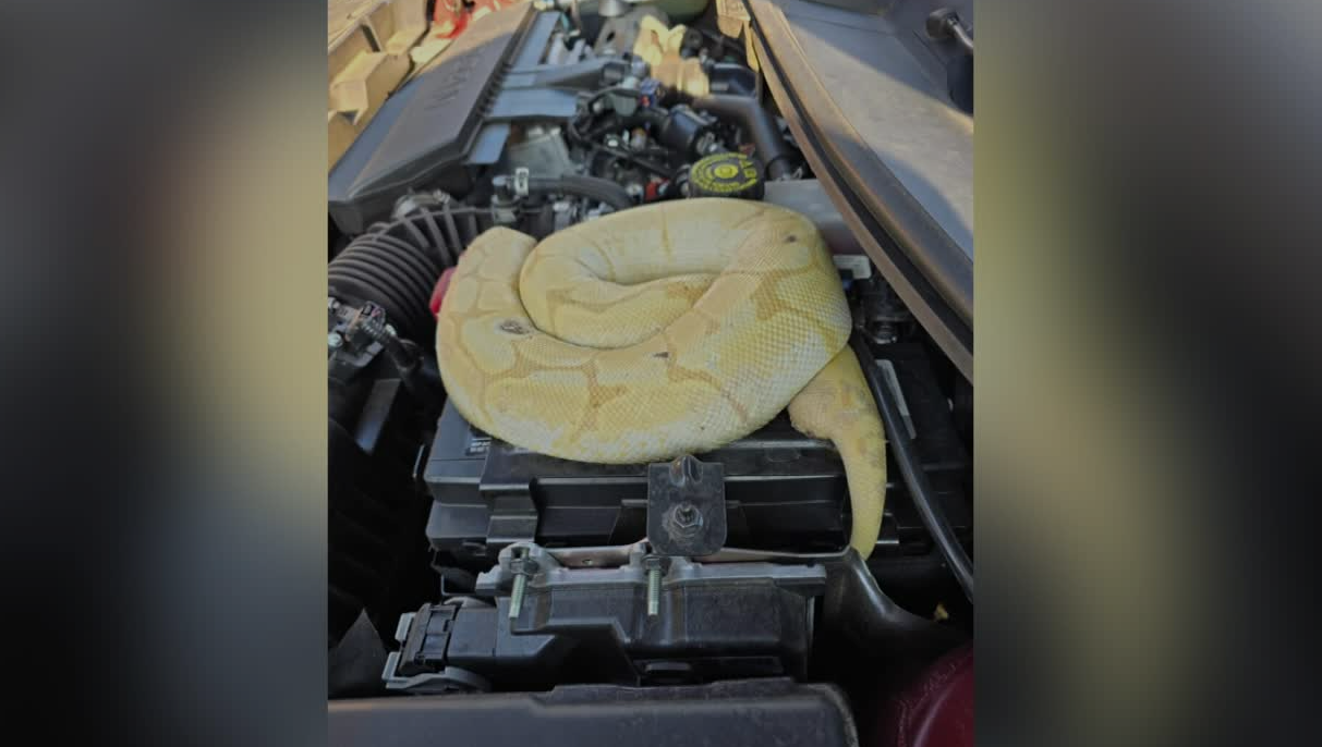 [Snake Pictures Included] The Engines Fatal Guest: Tennessee Man ...